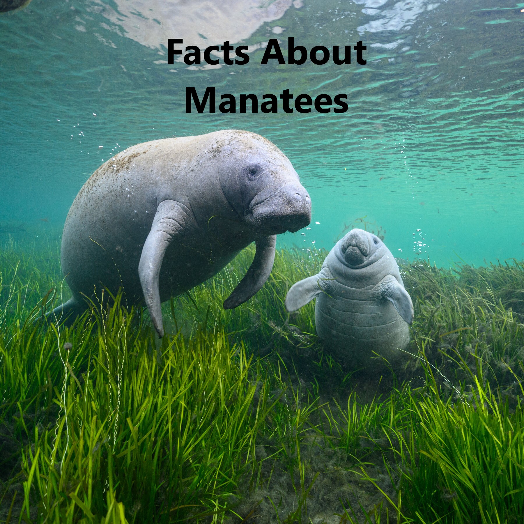 Manatee Appreciation Day! – Peytons View