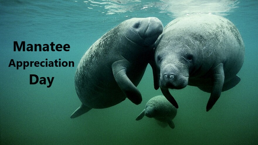 Manatee Appreciation Day! – Peytons View