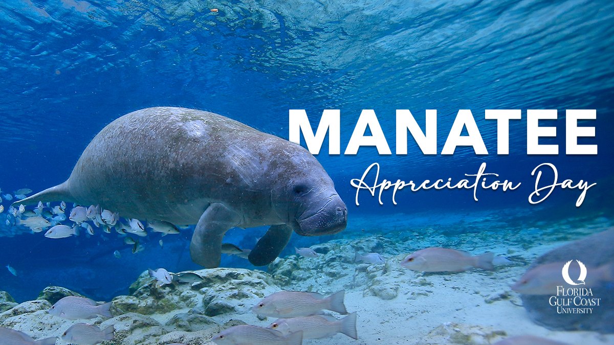 Manatee Appreciation Day! – Peytons View