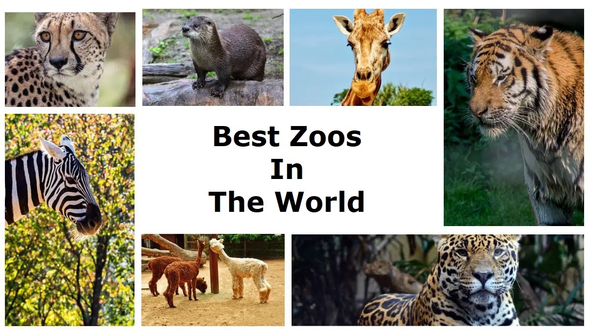 Best Zoos In The World – Peytons View
